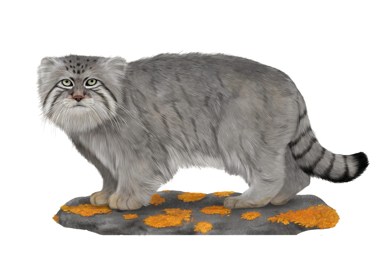 Indus Fishing Cat Project – A partner project of Fishing Cat ...